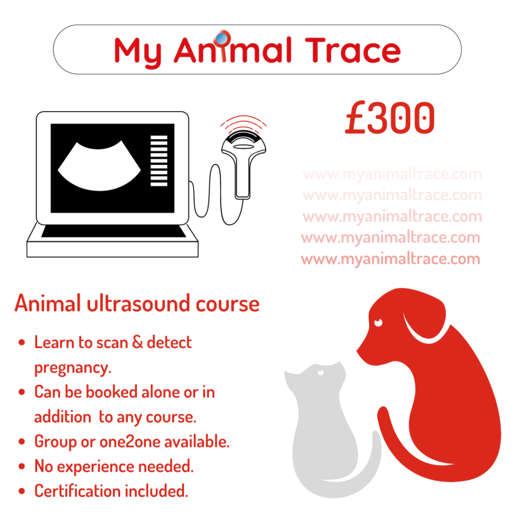 Animal Ultrasound Course – My Animal Trace